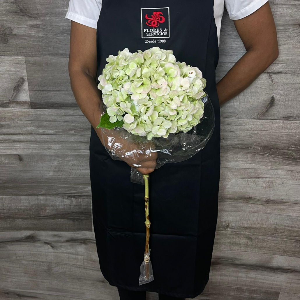 Hydrangea Antique Box 20 Stems - FlowersAndServices® Nationwide